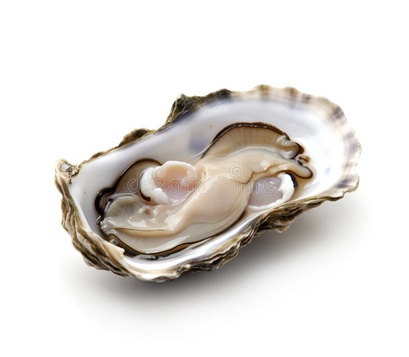 Single Oyster Closeup on White Backgrounds Stock Illustration ...