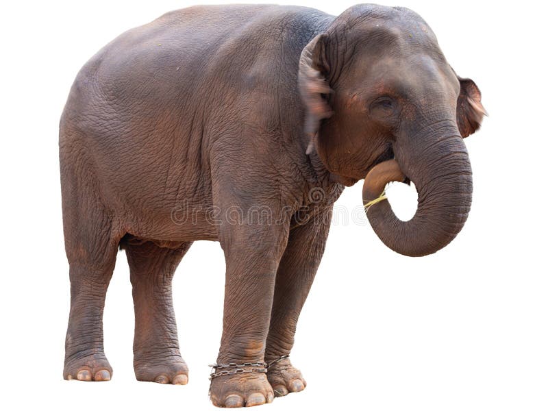 A Single Pachyderm with a Large Trunk Stands Stock Photo - Image of ...