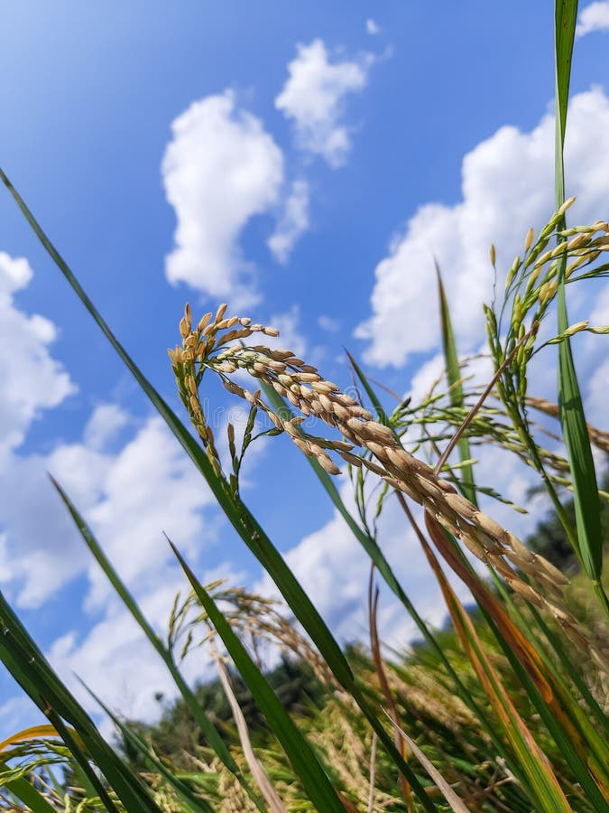 Single Paddy Plant with Reap Grains Stock Photo - Image of nature ...
