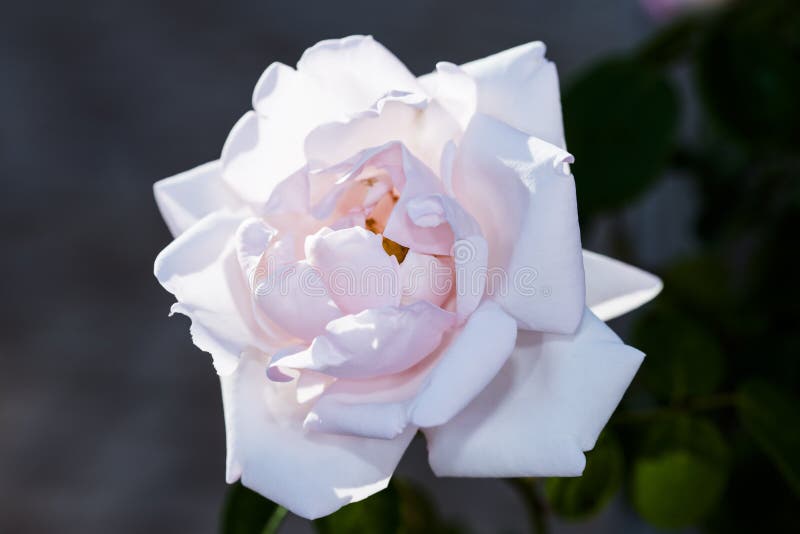 Single Pale Pink Rose Flower Stock Photo - Image of rose, closeup: 90071048