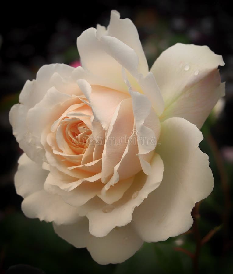 Single Pale White and Orange Rose on a White Background Stock Image ...