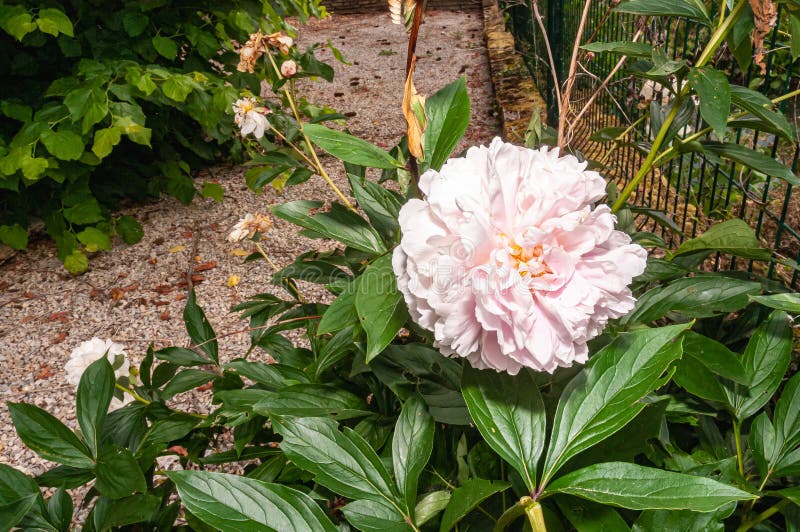A Single Pale Pink Feather on a Dark Pink Background. Stock Image ...