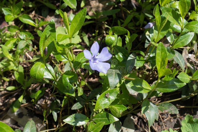 Single Pale Purple Flower of Vinca Minor Stock Photo - Image of botany ...
