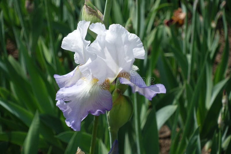Single Pale Violet Flower of Iris in May Stock Photo - Image of ...