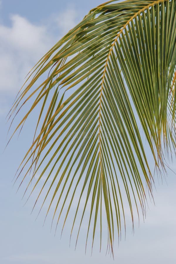 Single Palm Leaf in the Caribbean Stock Image - Image of single, plant ...