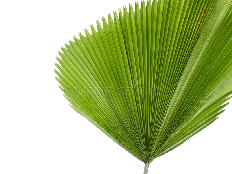 Single Palm Leaf Isolated on White Stock Photo - Image of coconut ...