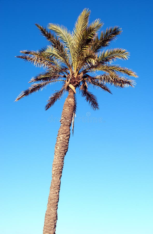 A Single Palm Tree Against a Blue Sky Stock Image - Image of relaxation ...