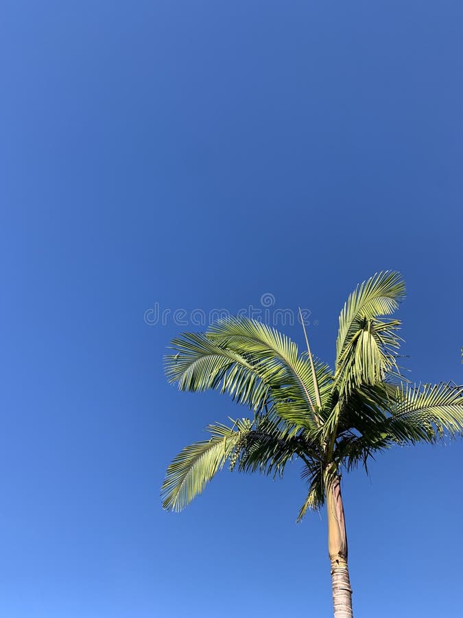 Single Palm Tree Against a Blue Sky Stock Photo - Image of vacation ...