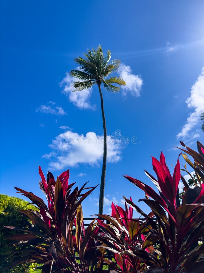 Single Palm stock photo. Image of tropical, puffy, foliage - 298980294