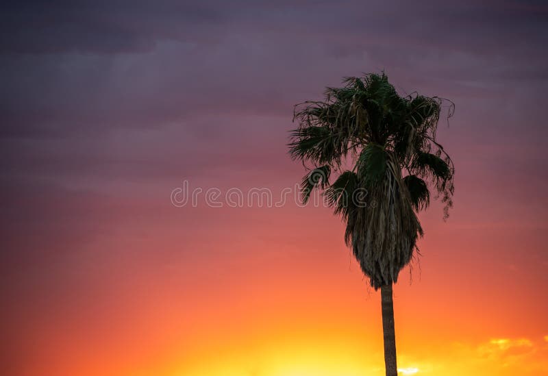 Single Palm Tree Against Cloudy Gradient Sunset Stock Photo - Image of ...