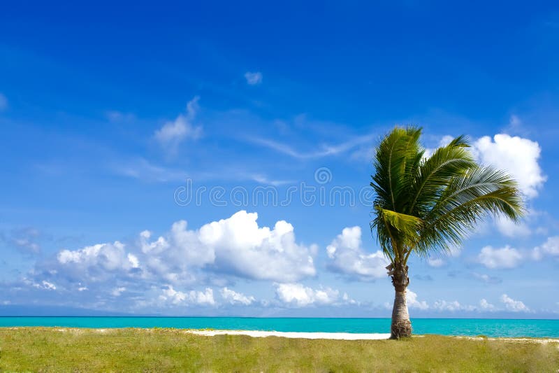 Single - Palm Tree on the Beach Stock Photo - Image of borneo ...