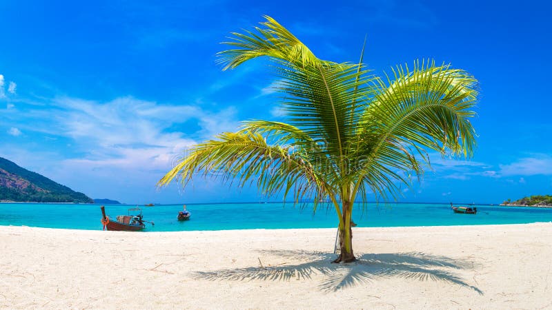 Single palm tree on beach stock image. Image of paradise - 268579909