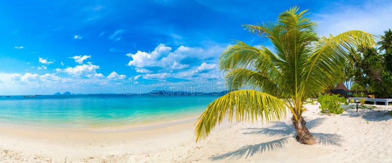 Single palm tree on beach stock image. Image of exotic - 245643139