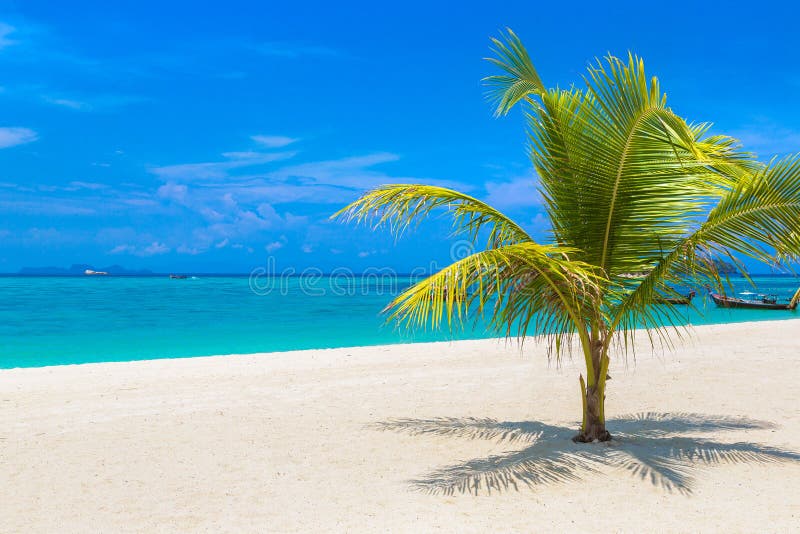 Single palm tree on beach stock image. Image of paradise - 268579909