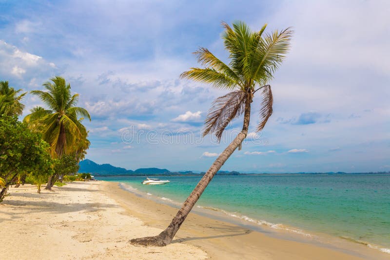 Single palm tree on beach stock image. Image of cana - 258730729