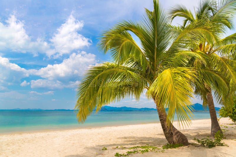 Single palm tree on beach stock image. Image of paradise - 268579909