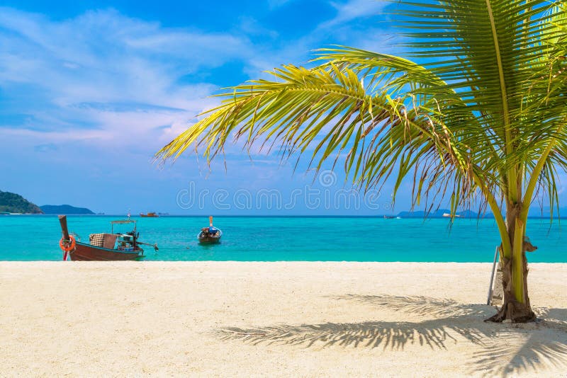 Single palm tree on beach stock image. Image of palm - 268578267