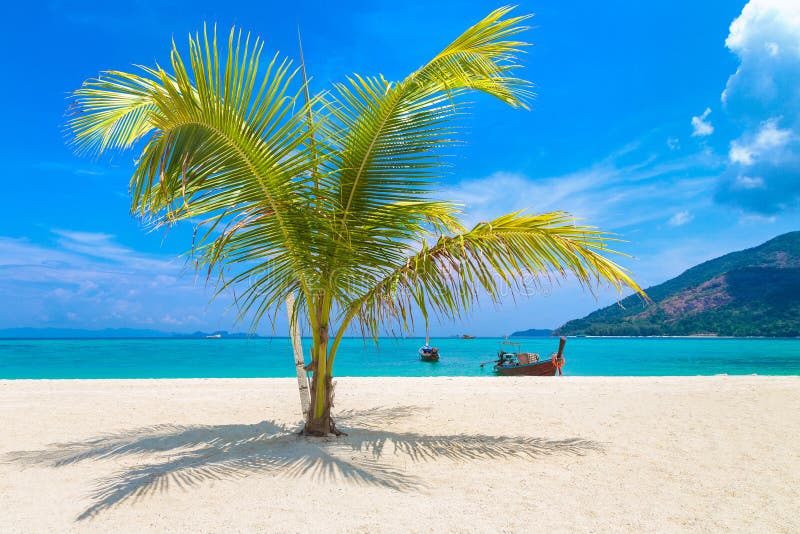Single palm tree on beach stock image. Image of paradise - 268579909