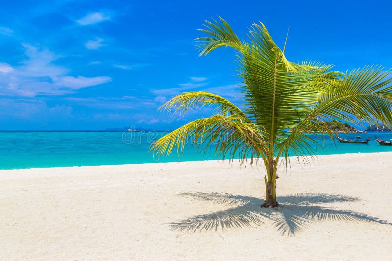 Single palm tree on beach stock image. Image of mauritius - 309563129
