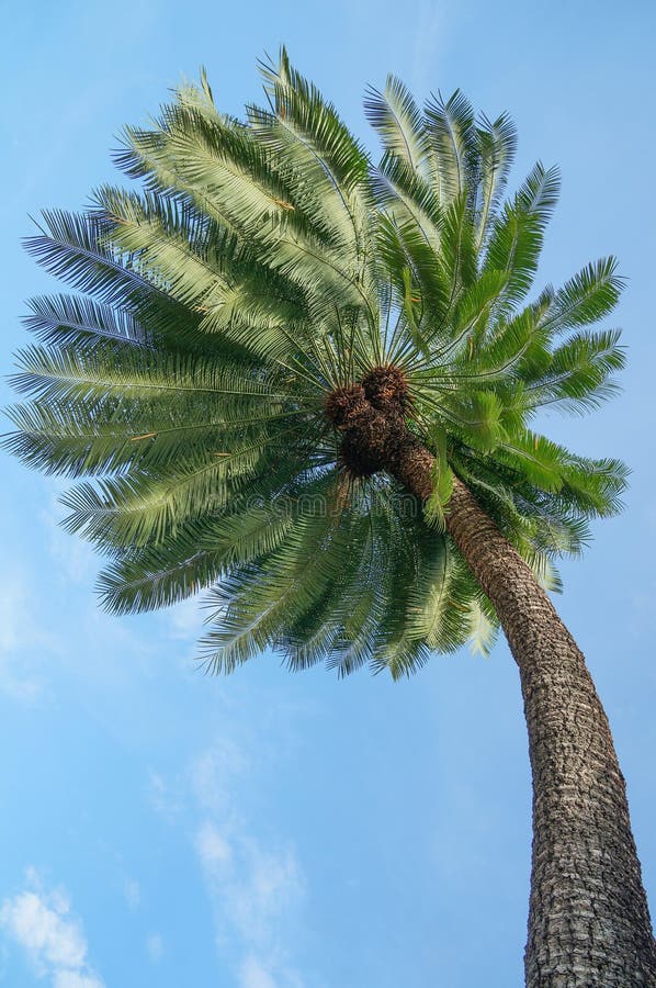 Single Palm Tree on Blue Sky Background Stock Photo - Image of blue ...