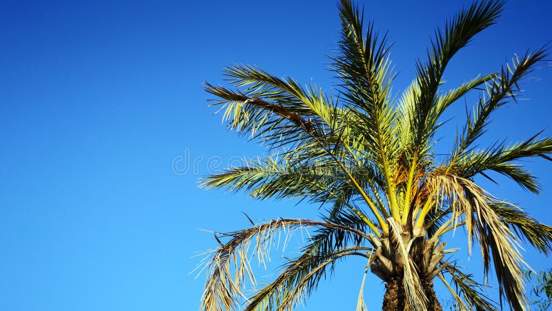 Single Palm Tree stock image. Image of trees, island, palm - 228507