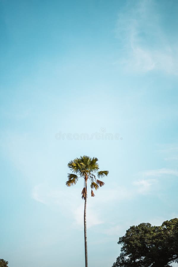 A Single Palm Tree in a City Park in the Afternoon Sun Stock Image ...