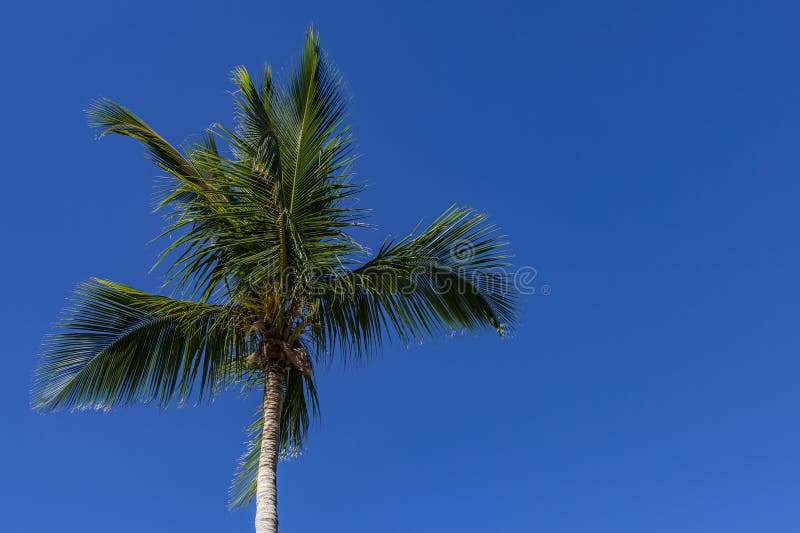 Single Palm Tree on Dark Blue Sky Background Stock Photo - Image of ...