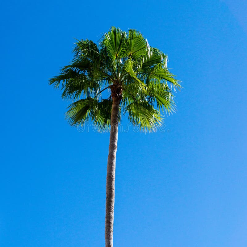 Single Palm Tree with Blue Sky Stock Image - Image of sunny, florida ...