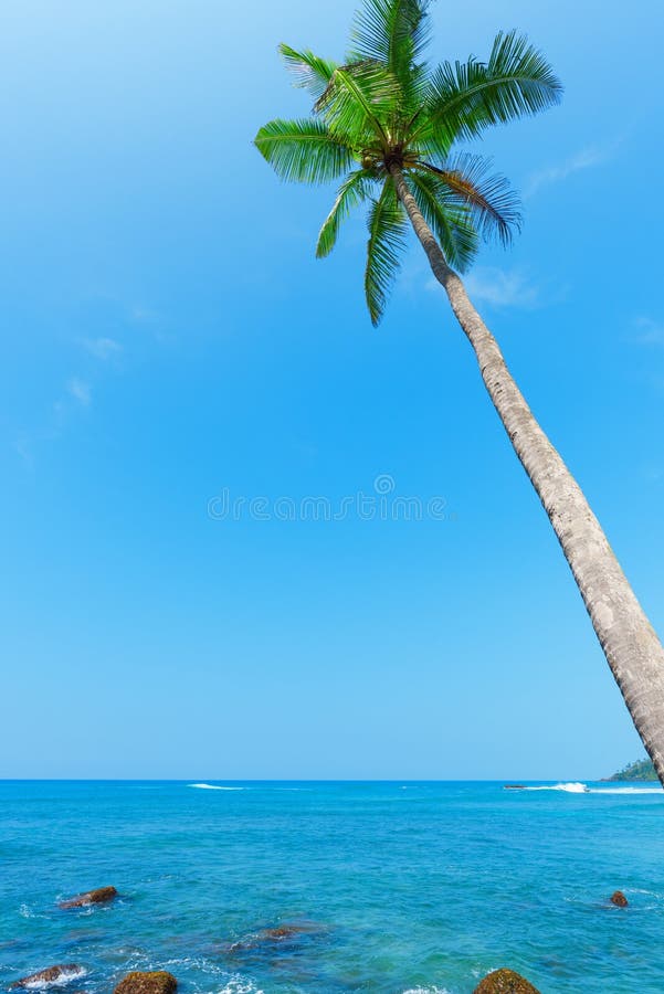 Single Palm Tree Hang Over the Ocean Beach Stock Image - Image of beach ...