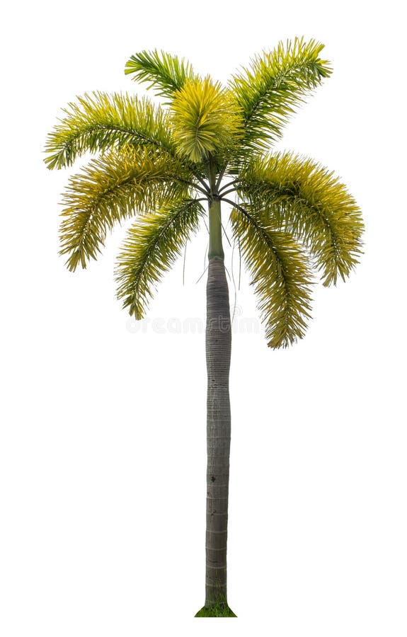 Single Palm Tree stock photo. Image of space, palm, clouds - 269873226