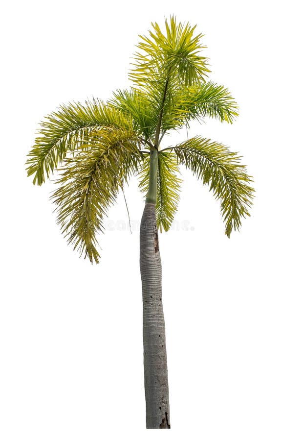 Single Palm Tree stock photo. Image of space, palm, clouds - 269873226