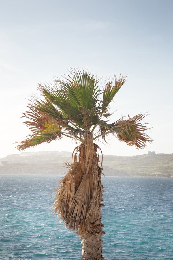Single Palm Tree Against the Backdrop of Blue Sky Stock Photo - Image ...