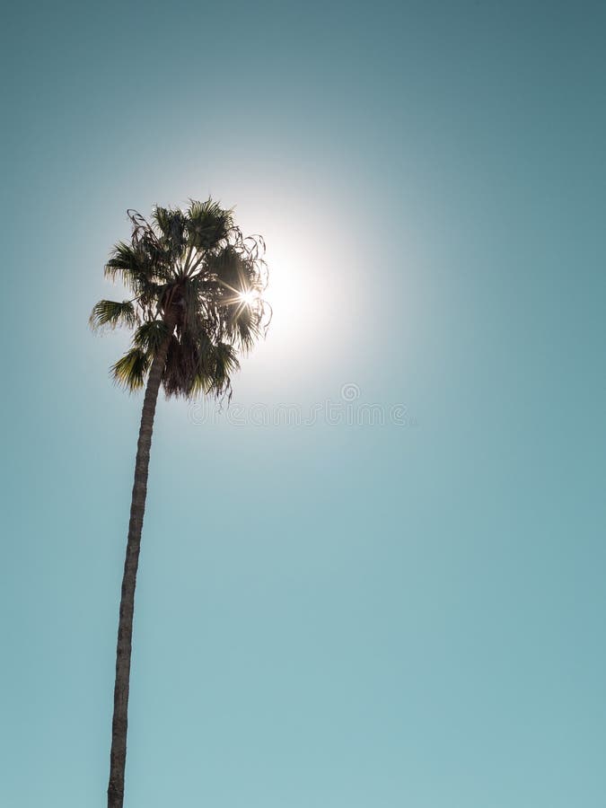 Single Palm Tree in the Light Blue Neon Sky Stock Image - Image of ...