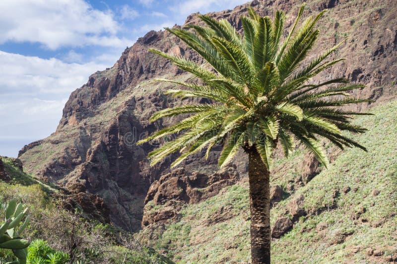 Single Palm Tree in Masca Valley, Tenerife Stock Image - Image of ...