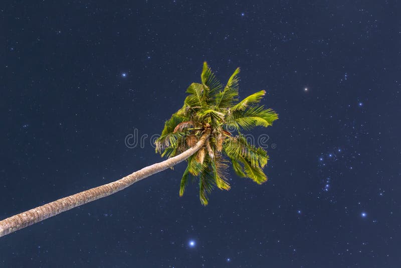 Single Palm Tree at Night Sky Stock Image - Image of background, black ...