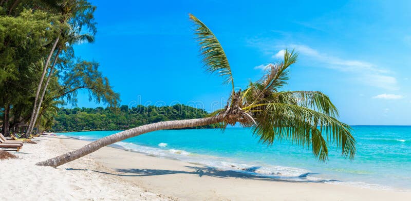 Single palm tree on beach stock image. Image of paradise - 268579909