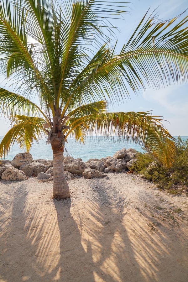 Single Palm Tree on Sandy Beach and Calm Lagoon Stock Photo - Image of ...
