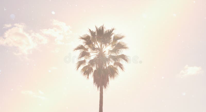 Single Palm Tree Silhouette Against a Pastel Sunset Sky Stock ...