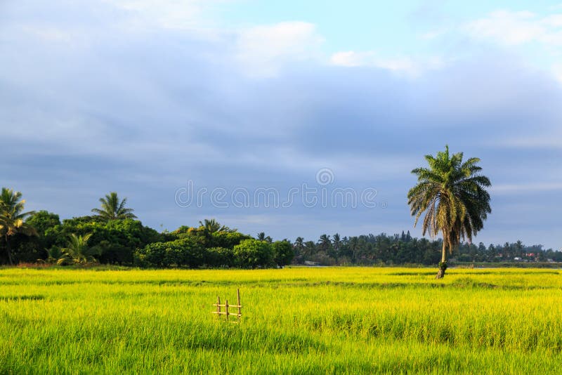 Single Palm Tree Standing in a Rice Field Lit by Morning Sun Stock ...