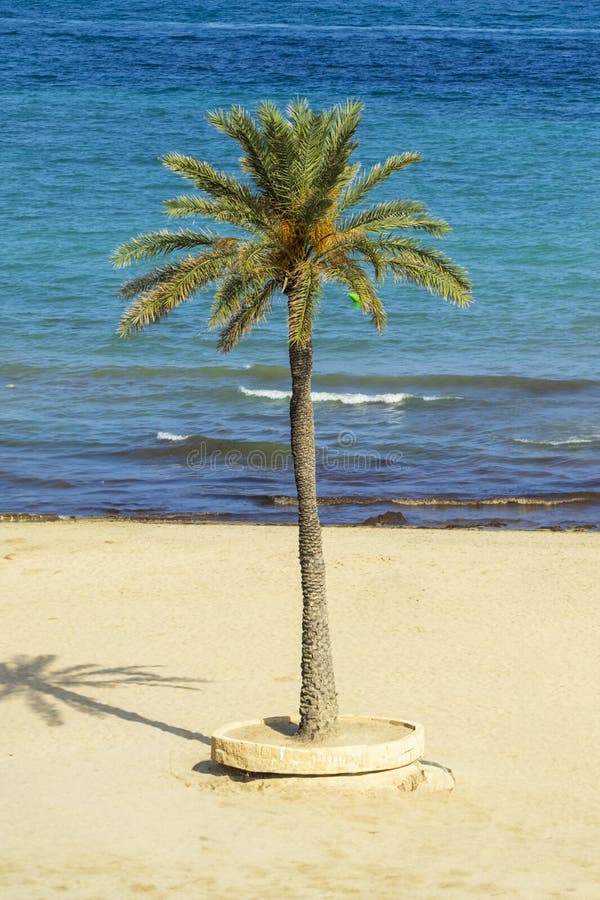Single Palm Tree Standing on a Sandy Beach with Turquoise Water in the ...
