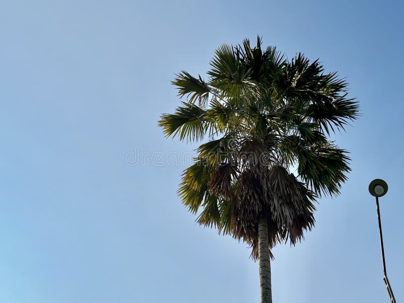 Single Palm Tree Standing Tall Under a Clear Blue Sky, Captured in ...