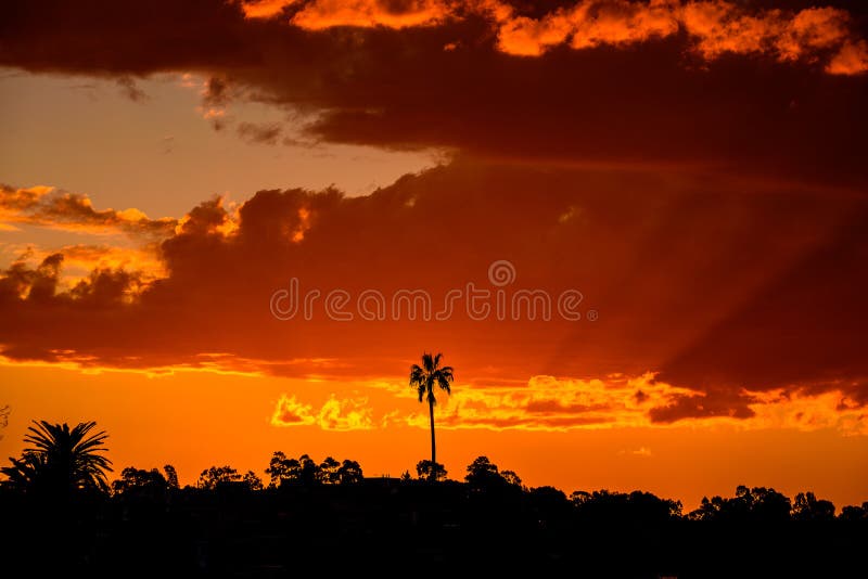 Palm Tree Red Dramatic Sunset Stock Image - Image of alone, clear ...