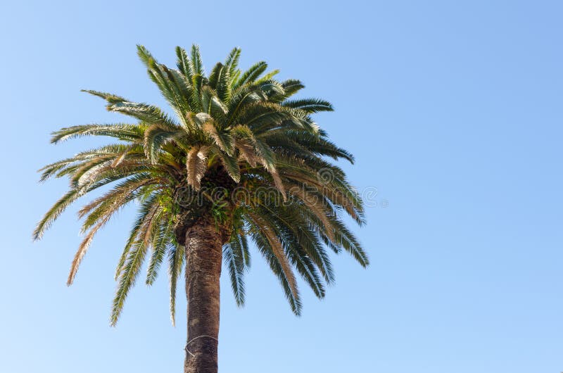 Single Palm Tree on a Sunny Day Stock Image - Image of palm, sunny ...