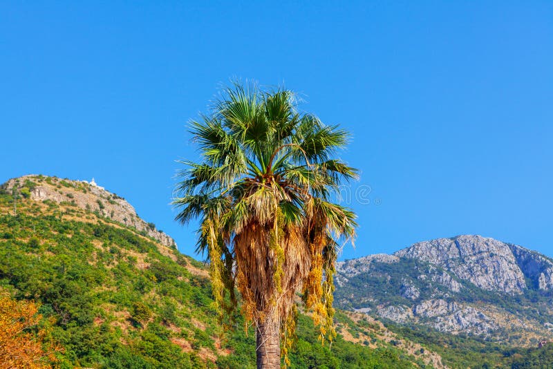 Single Palm Tree and Mountains Stock Photo - Image of natural, garden ...