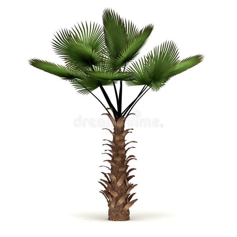 Single Palm Tree on the Beach Stock Vector - Illustration of culture ...