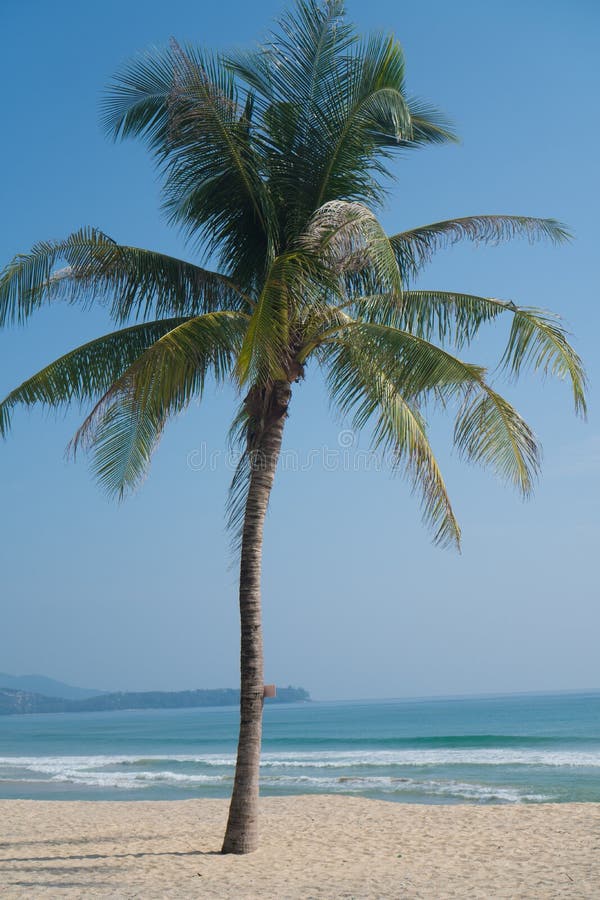 Single Palm Tree stock image. Image of trees, island, palm - 228507