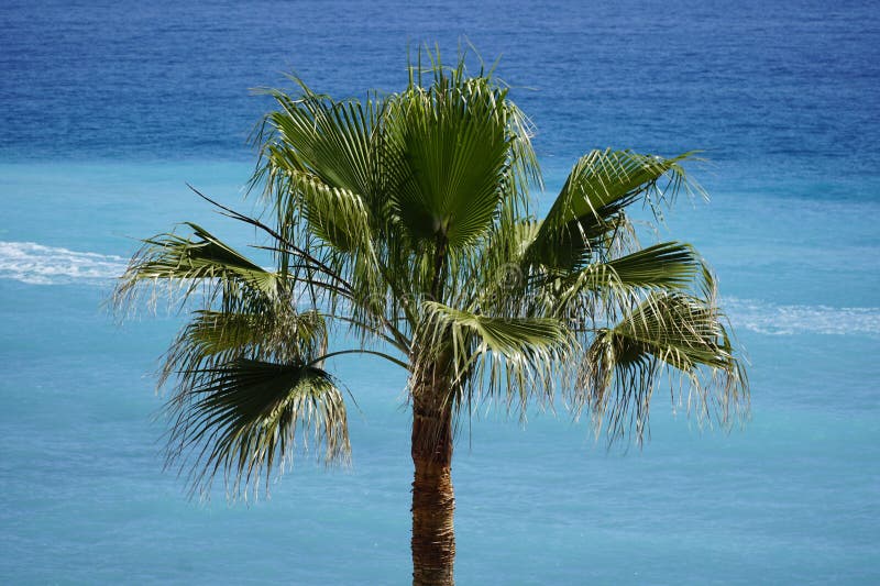 Single Palm Tree and Water on Second Plan Stock Photo - Image of water ...
