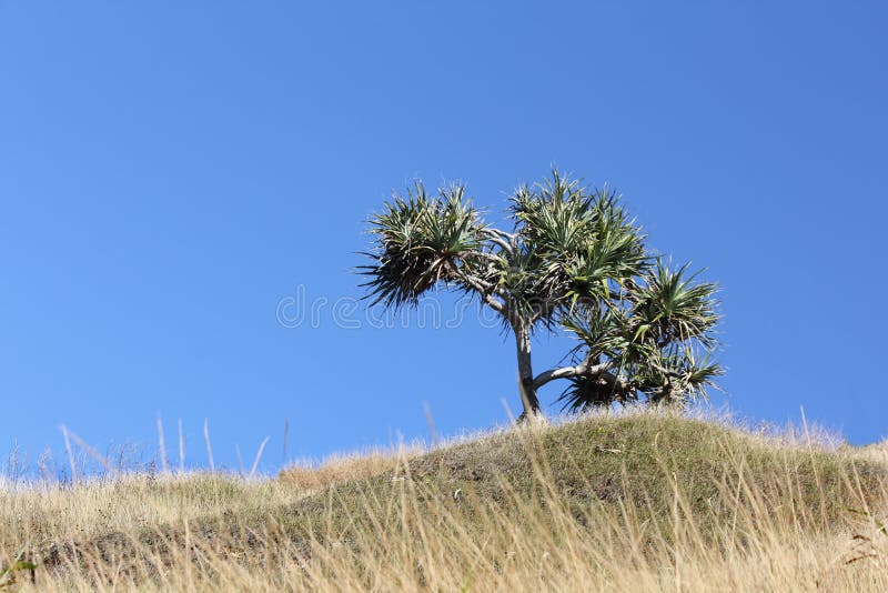 Pandanus tree stock image. Image of blue, tropical, summer - 30032735