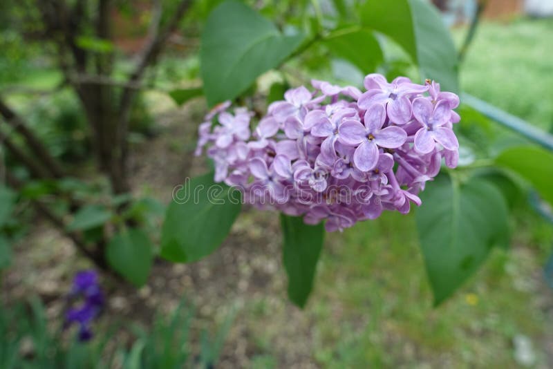 Single Panicle of Lilac with Mauve Flowers in May Stock Image - Image ...