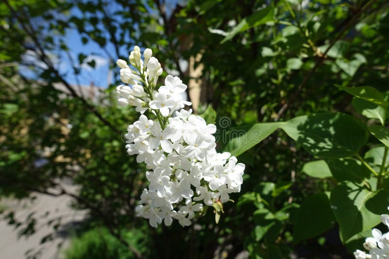 Single Panicle of White Flowers of Lilac in April Stock Photo - Image ...